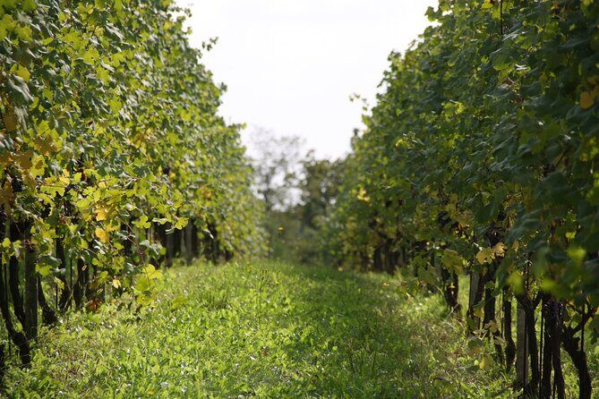 Visit and tasting of 3 D.O.C.wines Fontechiara - Key Points