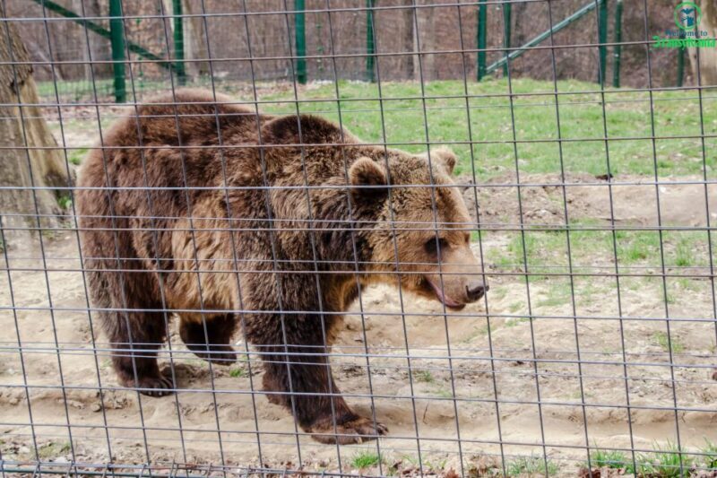Visit Bear Sanctuary and Bran Castle from Brasov - FAQ  