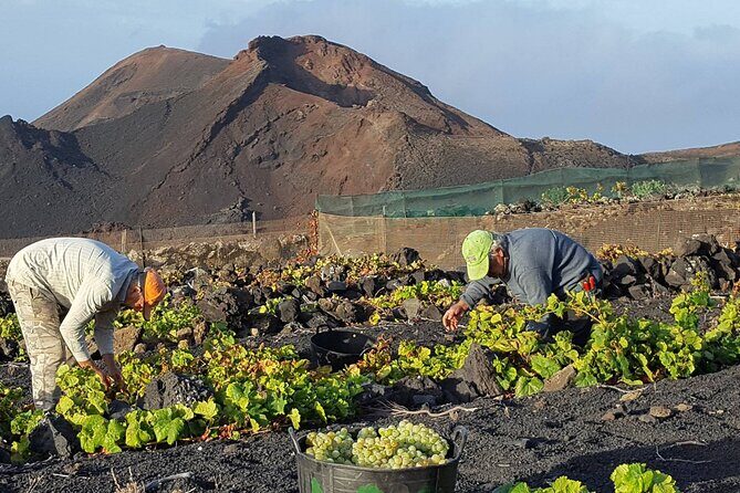Visit Bodegas Teneguía winery in La Palma with wine Tasting - An In-Depth Look at the Tour Experience