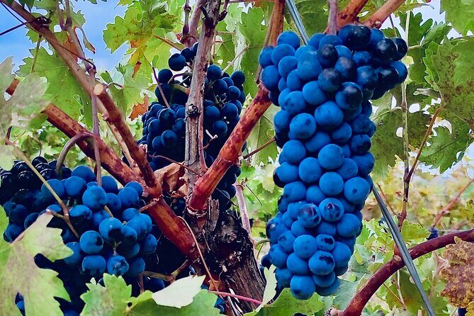 Visit Cuenca and a Vineyard in Spanish Tuscany from Madrid - Practical Considerations