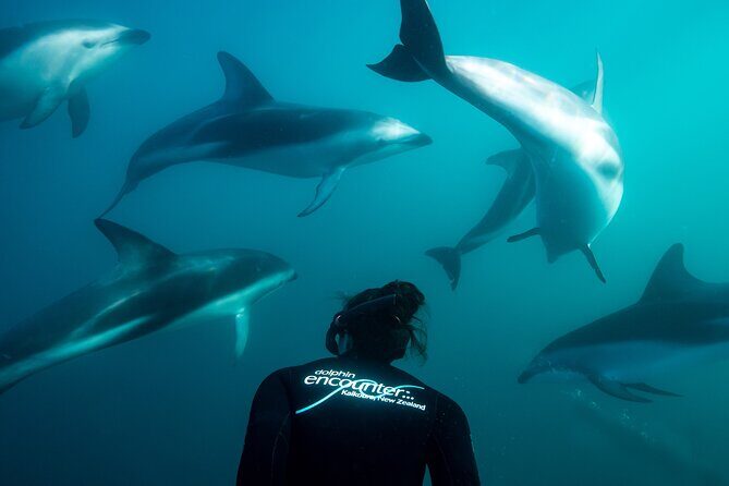 Visit Kaikura from Christchurch (small group Tour) - Seal Colony at Ohau Point  