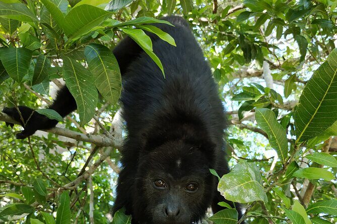 Visit Kohunlich with the option of Professional Native Guides - FAQ