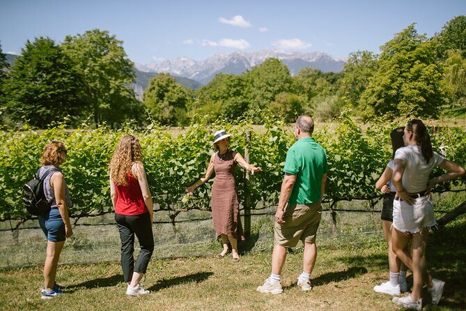 Visit of the vineyard on Mount Mezzocorona and tasting of 3 wines - Key Points