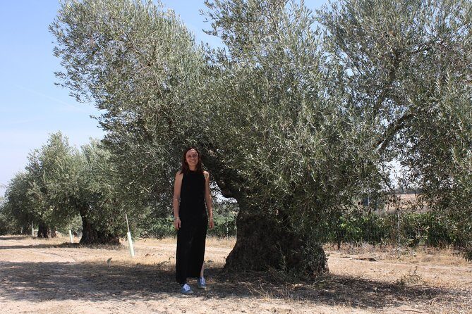 Visit olive grove centenary with oil tasting course - Key Points