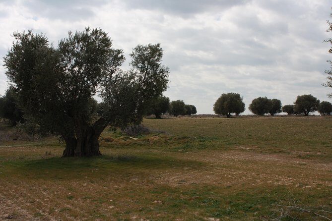 Visit olive grove centenary with oil tasting course - Deep Dive into the Olive Grove Experience