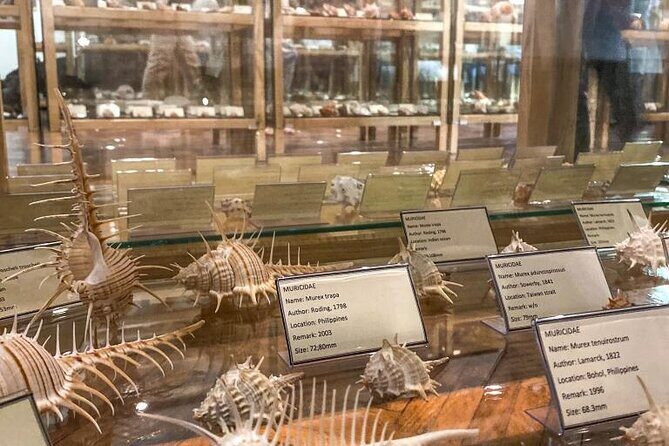 Visit Shell Museum Cavtat - What Makes the Shell Museum Cavtat Special?