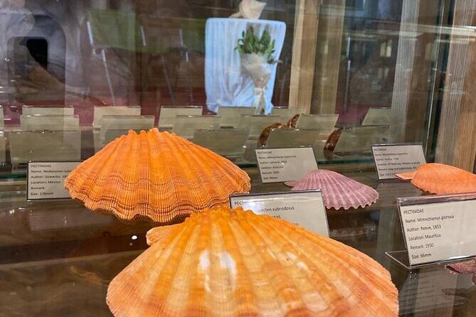 Visit Shell Museum Cavtat - Practical Details That Matter