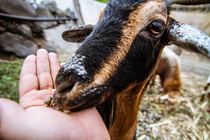 Visit the Ethnographic Park of La Gomera - FAQ