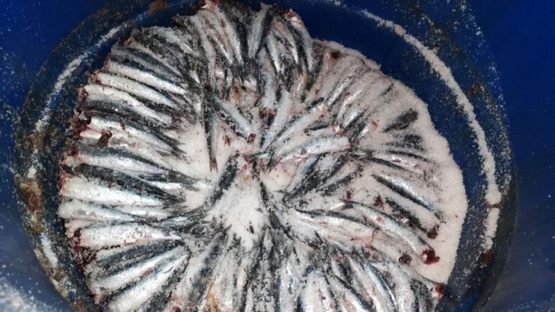 Visit the factory of the Best Anchovies, Santoña, personalized in Spanish - Key Points