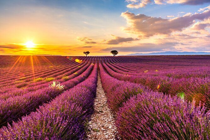 Visit the lavender fields, the Gorges du Verdon and Moustiers. - The Detailed Breakdown of the Tour Experience
