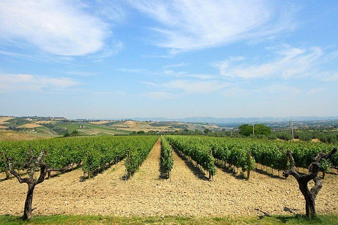 Visit the Marchesi de Cordano winery and taste its wines - Final Thoughts