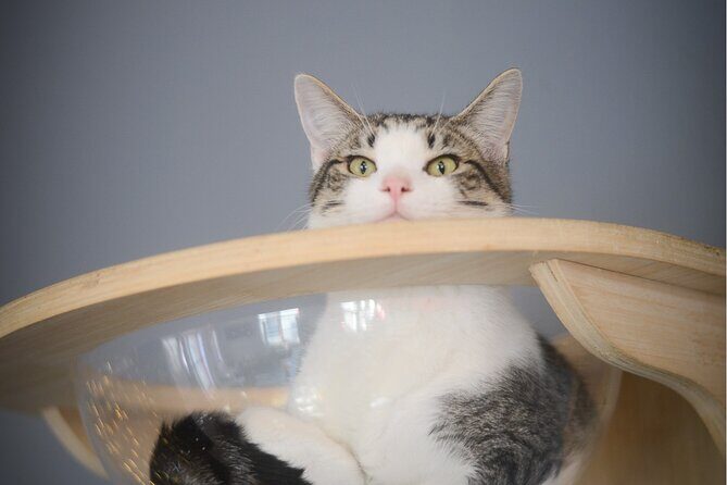 Visit the Rescued Cats of Cat Therapy - Why This Experience Offers Value