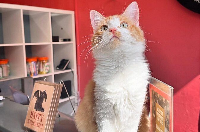 Visit the Rescued Cats of Cat Therapy - FAQ