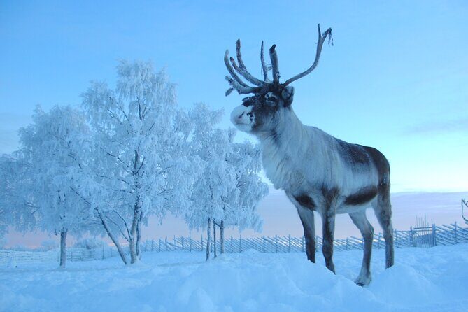Visit the Sami and Reindeer in a Day Trip from Abisko - A Closer Look at the Itinerary