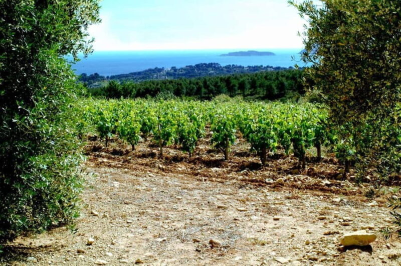Visit the vineyards and discover Bandol wines - Key Points