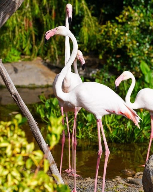 Visit to Madeira Bird Island - The Sum Up