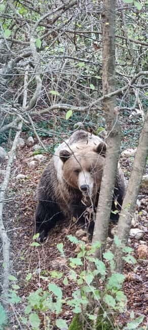 Visit to the bear wildlife area and the medieval tower - An Authentic Encounter with Brown Bears