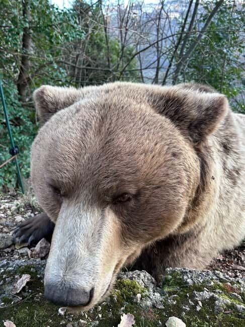 Visit to the bear wildlife area and the medieval tower - Who Is This Tour Best For?