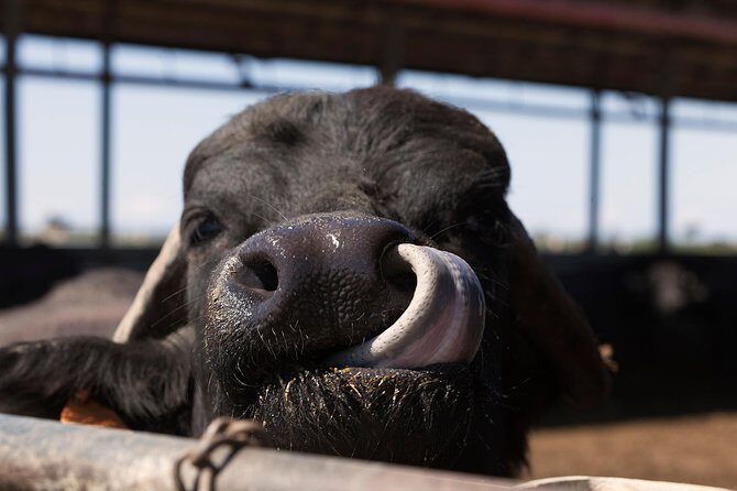 Visit to the Bufale and Dairy farm with cheese tasting - Exploring the Siena Buffalo Dairy Tour in Detail