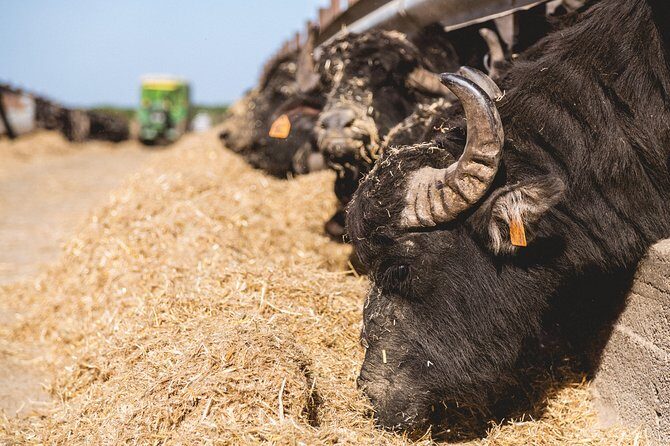 Visit to the Bufale and Dairy farm with cheese tasting - Who Will Love This Tour?