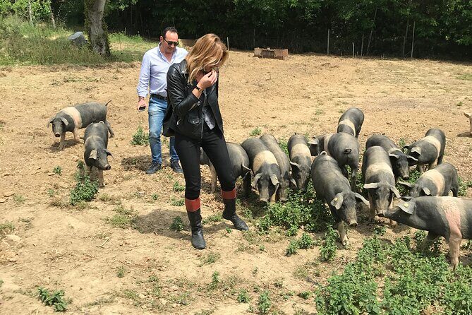 Visit to the Cinta Senese farm in Montepulciano - Who Will Love This Experience?