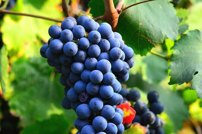 Visit to the Faugères Vineyards with Picnic from Béziers - An In-Depth Look at the Tour Experience