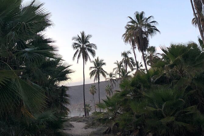 Visit Todos Santos Magic Town - Who Will Love This Experience?