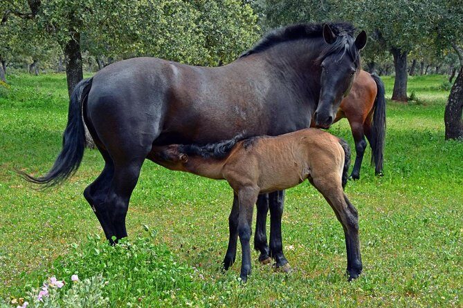 Visita Entre Toros y Caballos - Practical Tips for Visitors