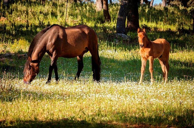 Visita Entre Toros y Caballos - Final Thoughts