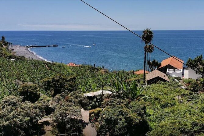 Visiting local Vineyard With Wine Tasting & Lunch included - A Complete Guide to the Vineyard & Wine Tasting Tour in Madeira