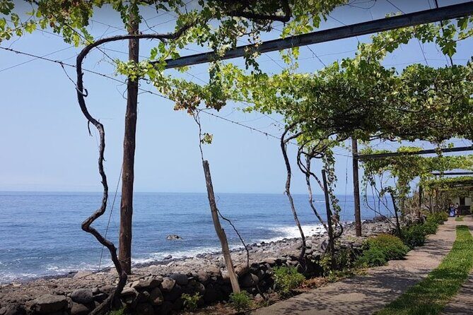 Visiting local Vineyard With Wine Tasting & Lunch included - Key Points  