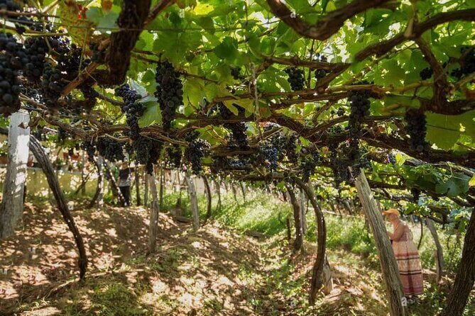 Visiting local Vineyard With Wine Tasting & Lunch included - Possible Drawbacks or Considerations  