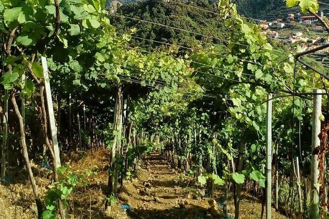 Visiting local Vineyard With Wine Tasting & Lunch included - Who Should Book This Tour?  