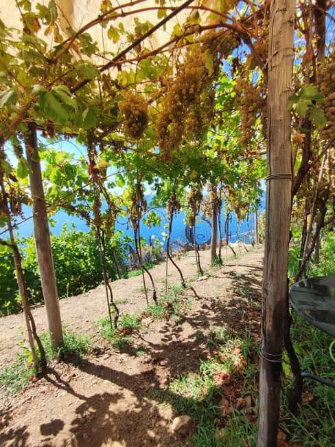 Volastra: BarCa Wine Tasting in Cinque Terre and Pesto Class - Key Points