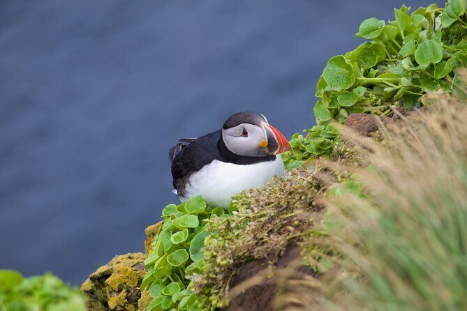 Volcanic Vistas & Puffin Paradise ATV Tour - Key Points