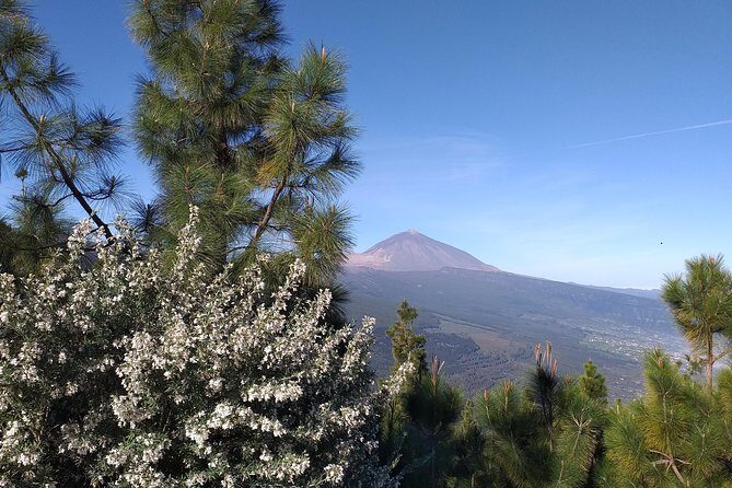 Volcano Teide National Park And North Of The Island VIP TOUR - Authentic Experiences and Review Highlights