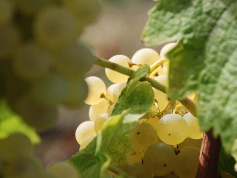 Volterra: Winery Guided Tour and Experience with Tasting - Discovering the Heart of Tuscan Winemaking