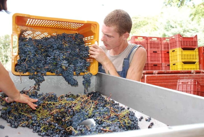 Volterra: Winery Guided Tour and Experience with Tasting - Why This Tour Is Worth Considering