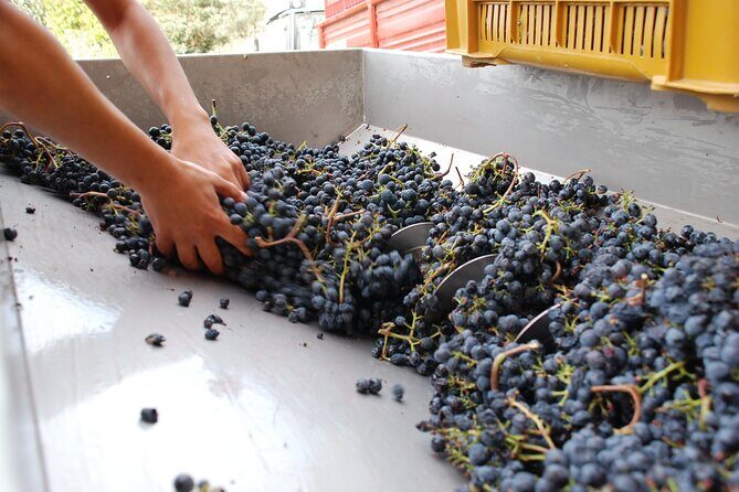 Volterra wines, sensory emotions of organic farming - The Wine and Food Pairings