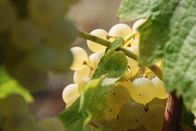 Volterra wines, sensory emotions of organic farming - Group Size, Accessibility, and Practical Details