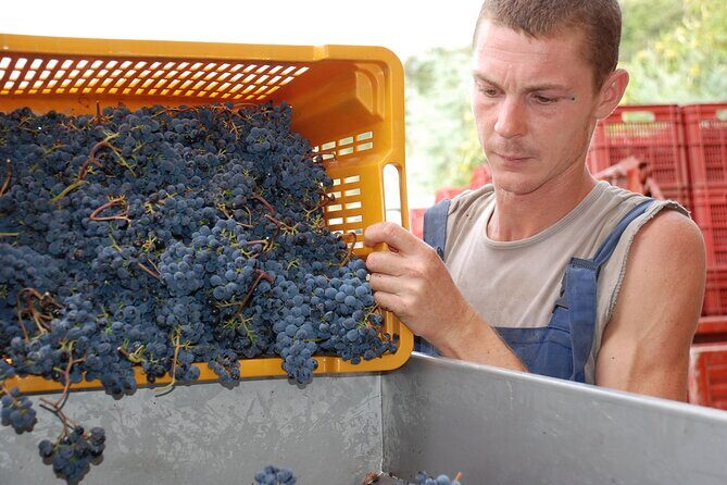 Volterra wines, sensory emotions of organic farming - Practical Considerations