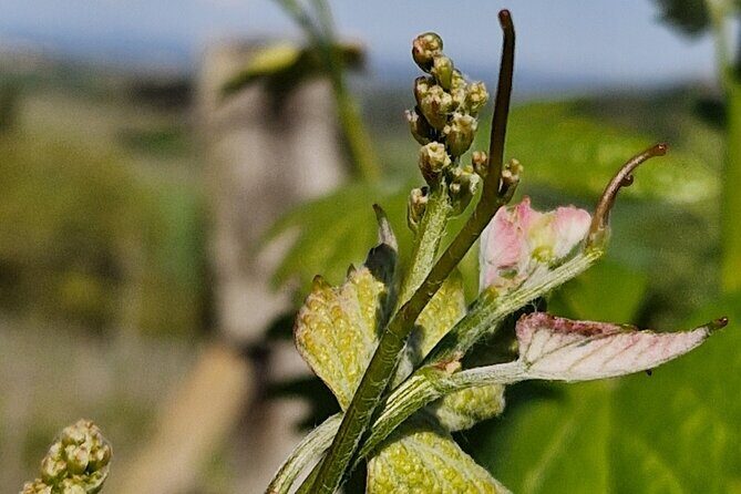 Volterra wines, sensory emotions of organic farming - Who Will Love This Experience