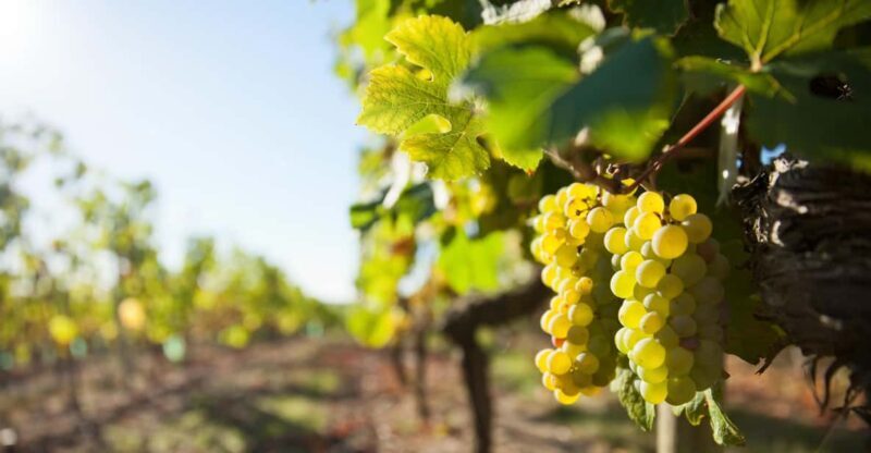 Vouvray wine half-day tour from Tours - Key Points