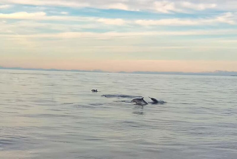 Vrsar: Dolphin Watching Boat Ride - The Sum Up