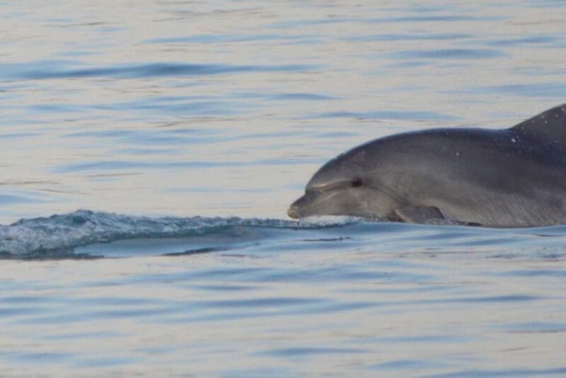 Vrsar: Dolphin Watching Boat Tour including Drinks - Is This Tour for You?