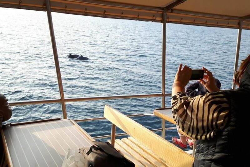 Vrsar: Dolphin Watching Boat Tour including Drinks - The Experience in Detail: Why It Works