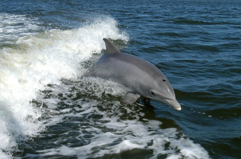 Vrsar: Dolphin Watching Boat Tour including Drinks - Who Should Consider This Tour?