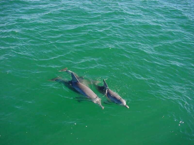 Vrsar: Dolphin Watching Boat Tour including Drinks - FAQ