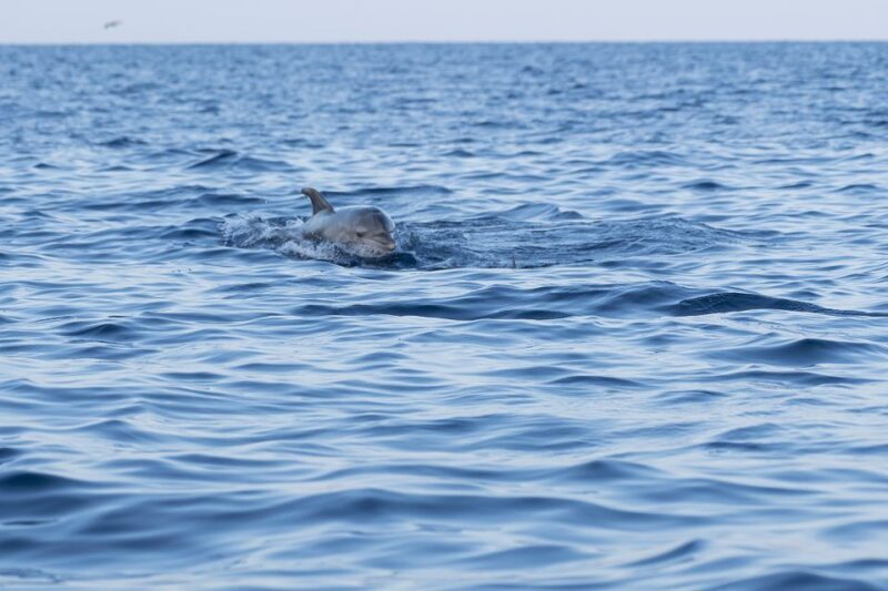 Vrsar: Dolphin-Watching Sunset Adventure with Speedboat - Key Points