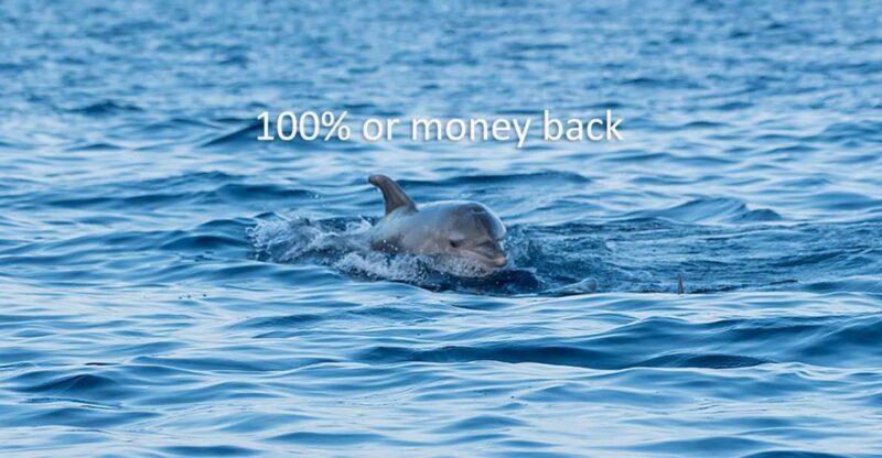 Vrsar: Dolphin-Watching Sunset Adventure with Speedboat - FAQ